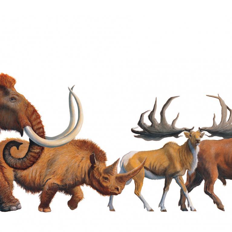 Visite guidée à distance et en famille - Les animaux de la Préhistoire ...